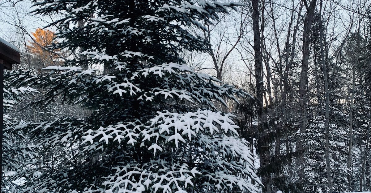 Regina Winter Deck Repairs: What We Can Fix Before Spring Rush – The ...